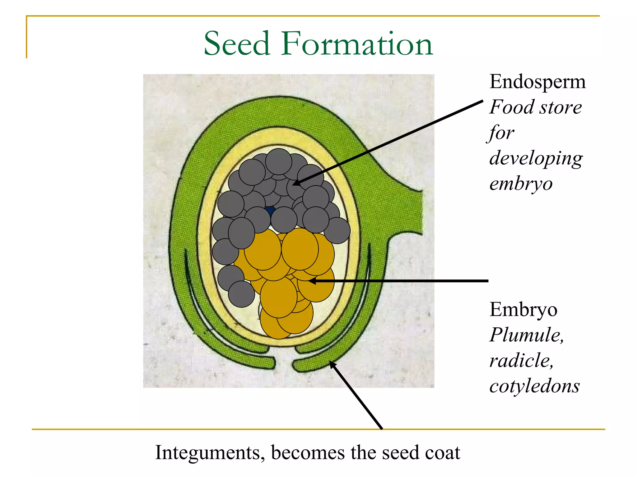 Sexual reproduction in plants | PPT