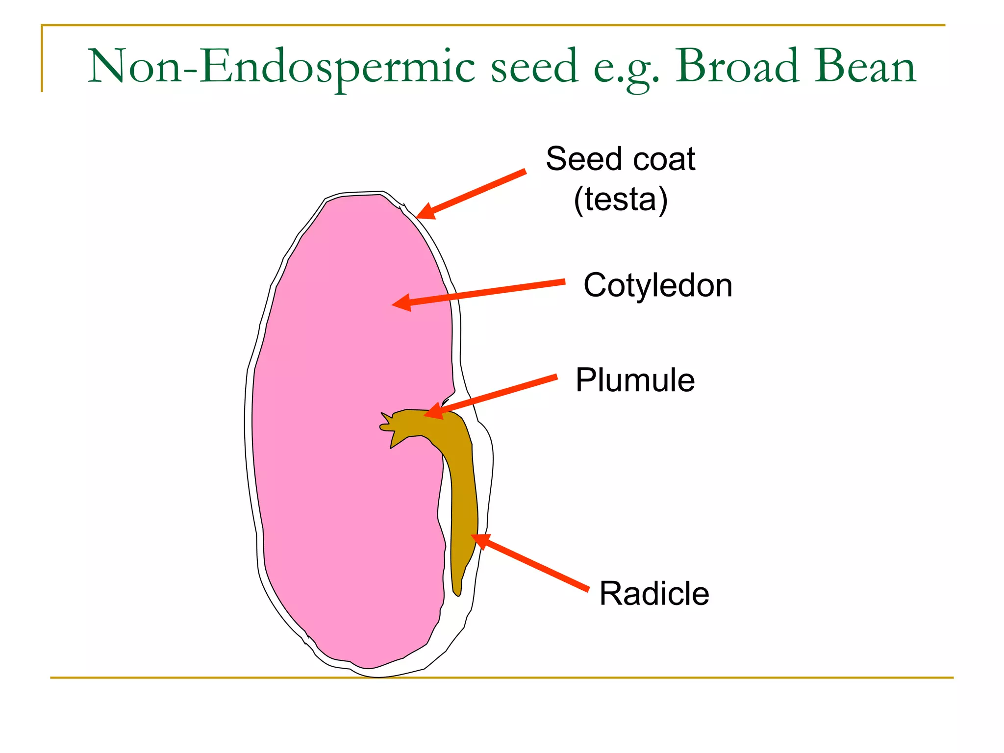 Sexual Reproduction In Plants Ppt