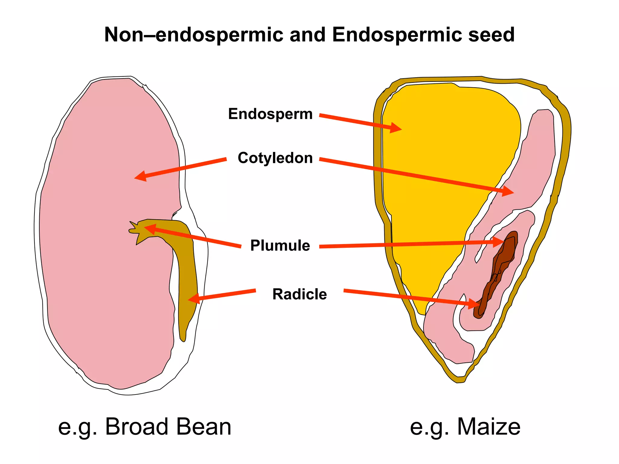 Sexual Reproduction In Plants Ppt