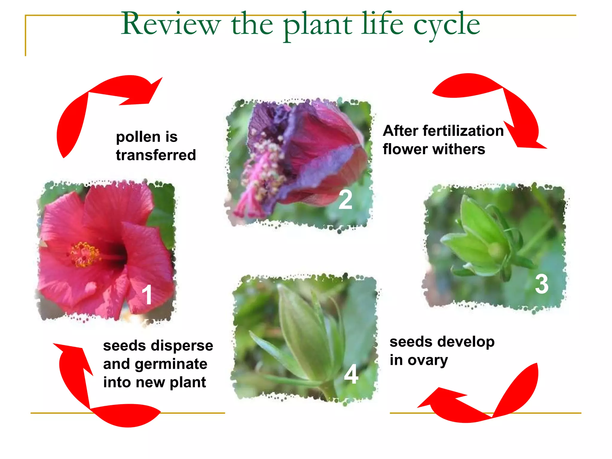 Sexual reproduction in plants | PPT