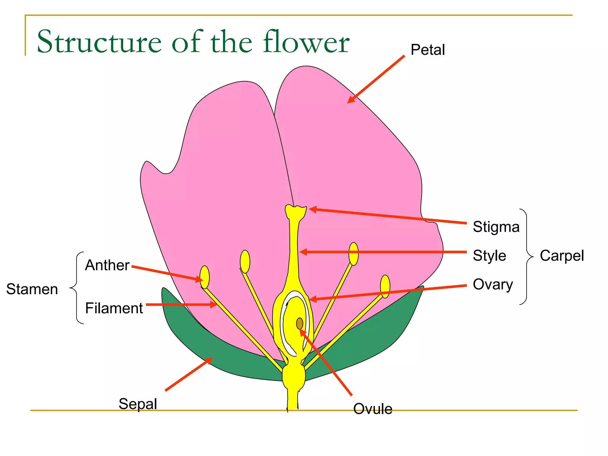 Sexual reproduction in plants | PPT