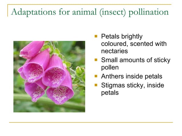 Sexual Reproduction In Plants Ppt 3876
