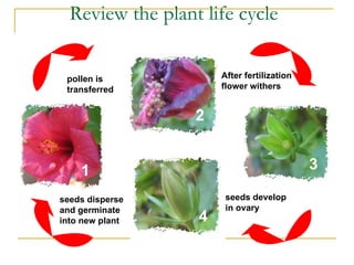 Sexual reproduction in plants | PPT