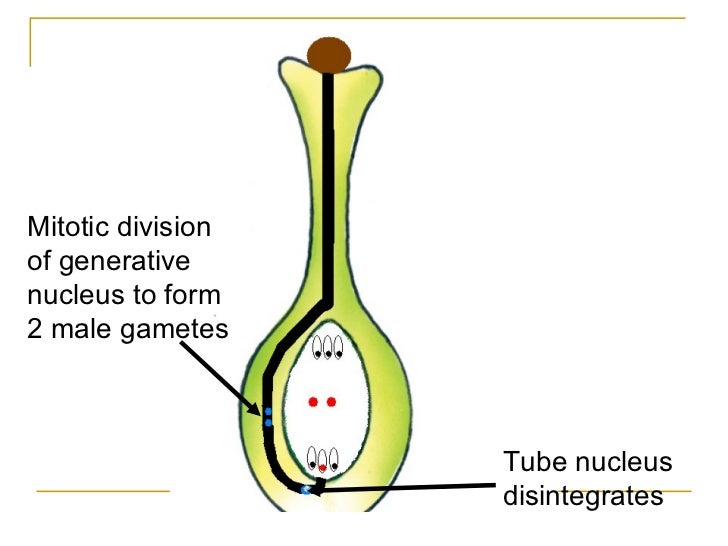 Sexual reproduction in plants