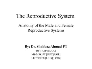 Sexual reproductive system | PPT