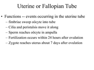 Sexual reproductive system | PPT