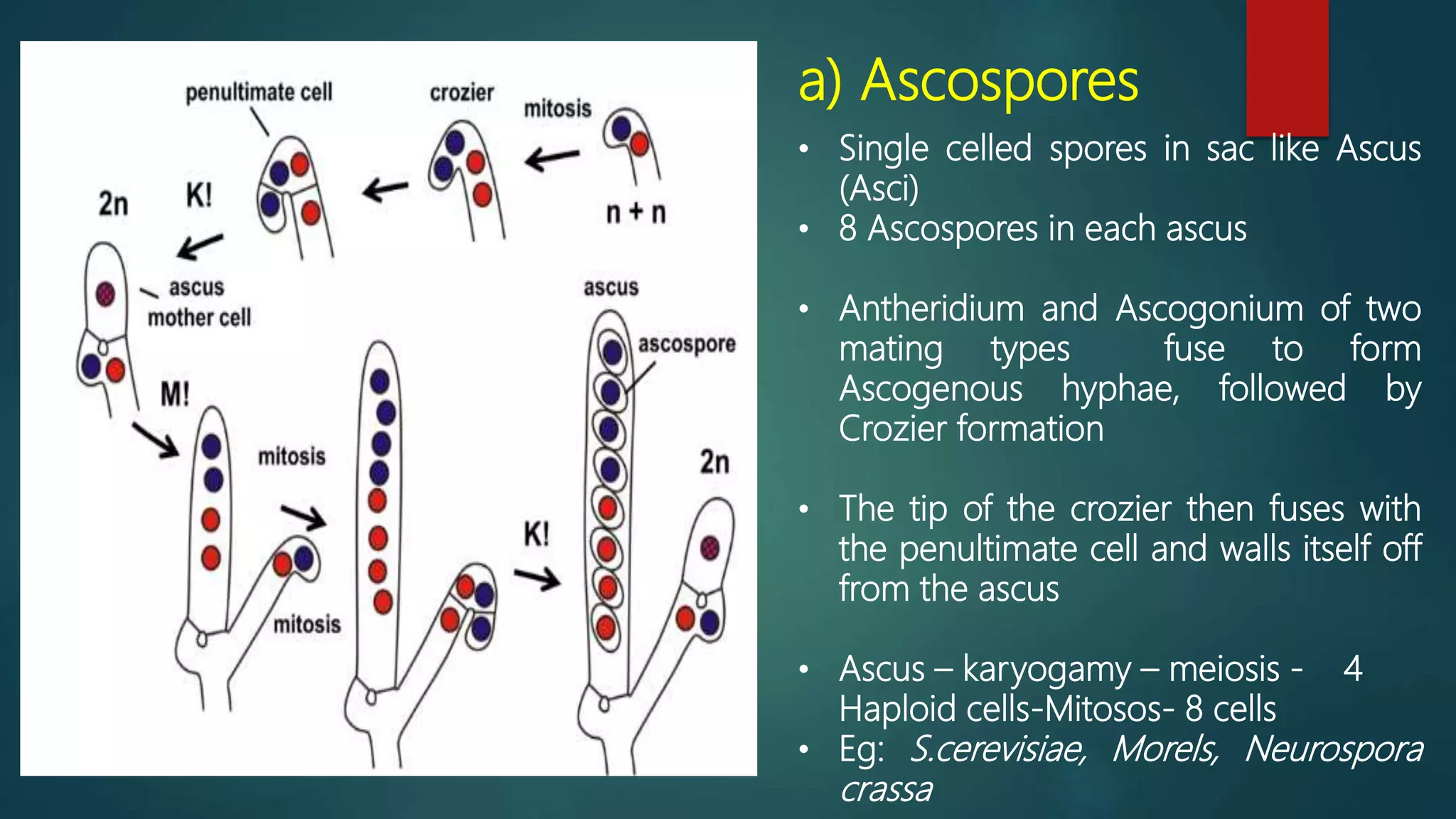 Sexual reproduction in Fungi | PPTX