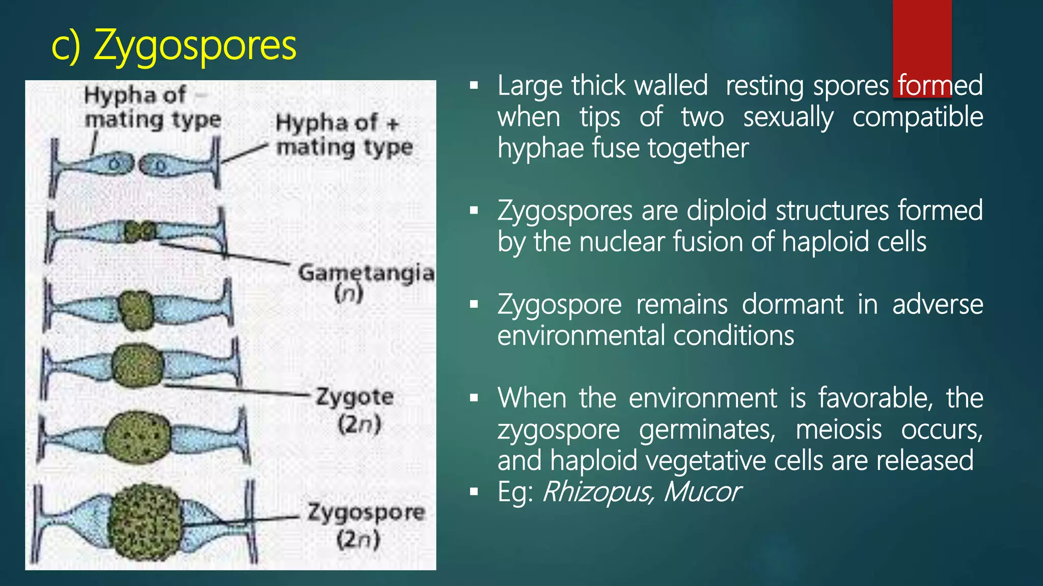 Sexual reproduction in Fungi | PPTX