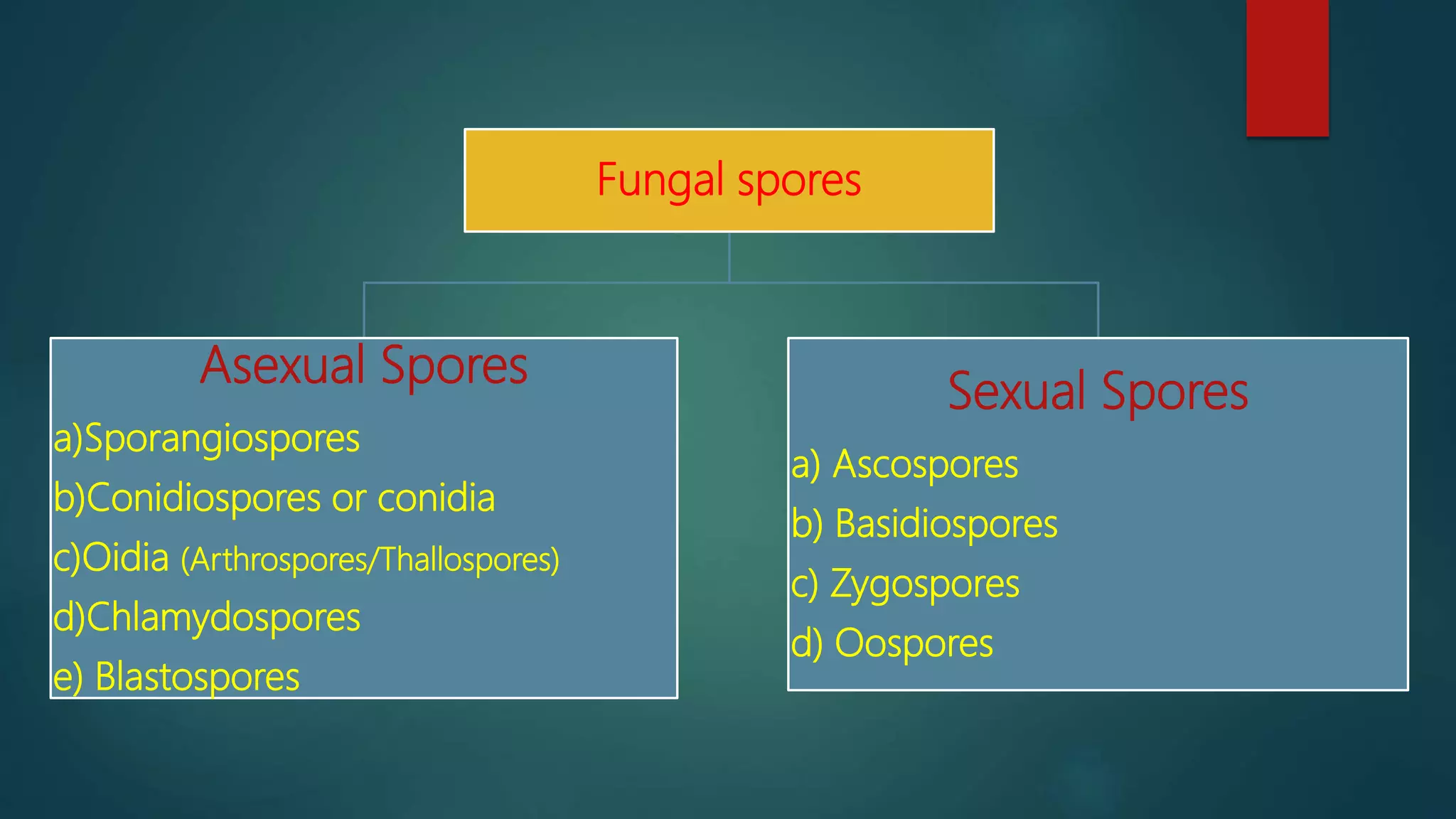 Sexual Reproduction In Fungi Ppt