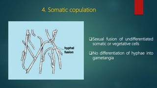 Sexual reproduction in Fungi | PPTX