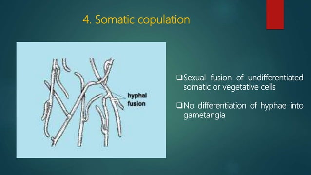 Sexual Reproduction In Fungi Pptx Infertility Reproductive Health