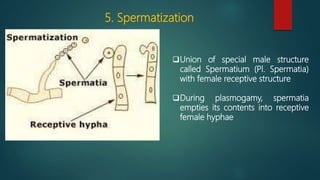 Sexual reproduction in Fungi | PPTX