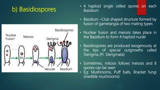 Sexual reproduction in Fungi | PPTX