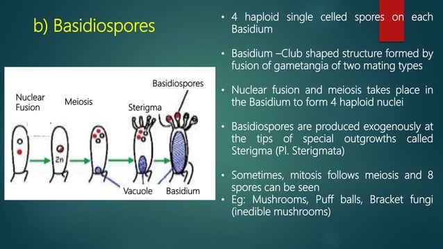 Sexual reproduction in Fungi | PPTX | Infertility | Reproductive Health
