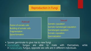 Sexual reproduction in Fungi | PPTX