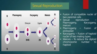 Sexual reproduction in Fungi | PPTX