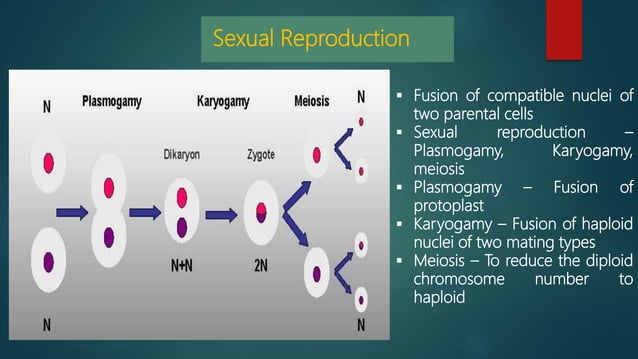 Sexual reproduction in Fungi | PPTX | Infertility | Reproductive Health