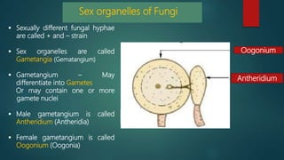 Sexual reproduction in Fungi | PPTX