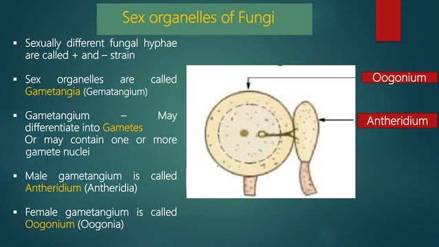 Sexual reproduction in Fungi | PPTX | Infertility | Reproductive Health