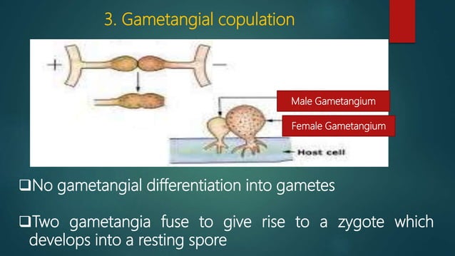 Sexual reproduction in Fungi | PPTX | Infertility | Reproductive Health