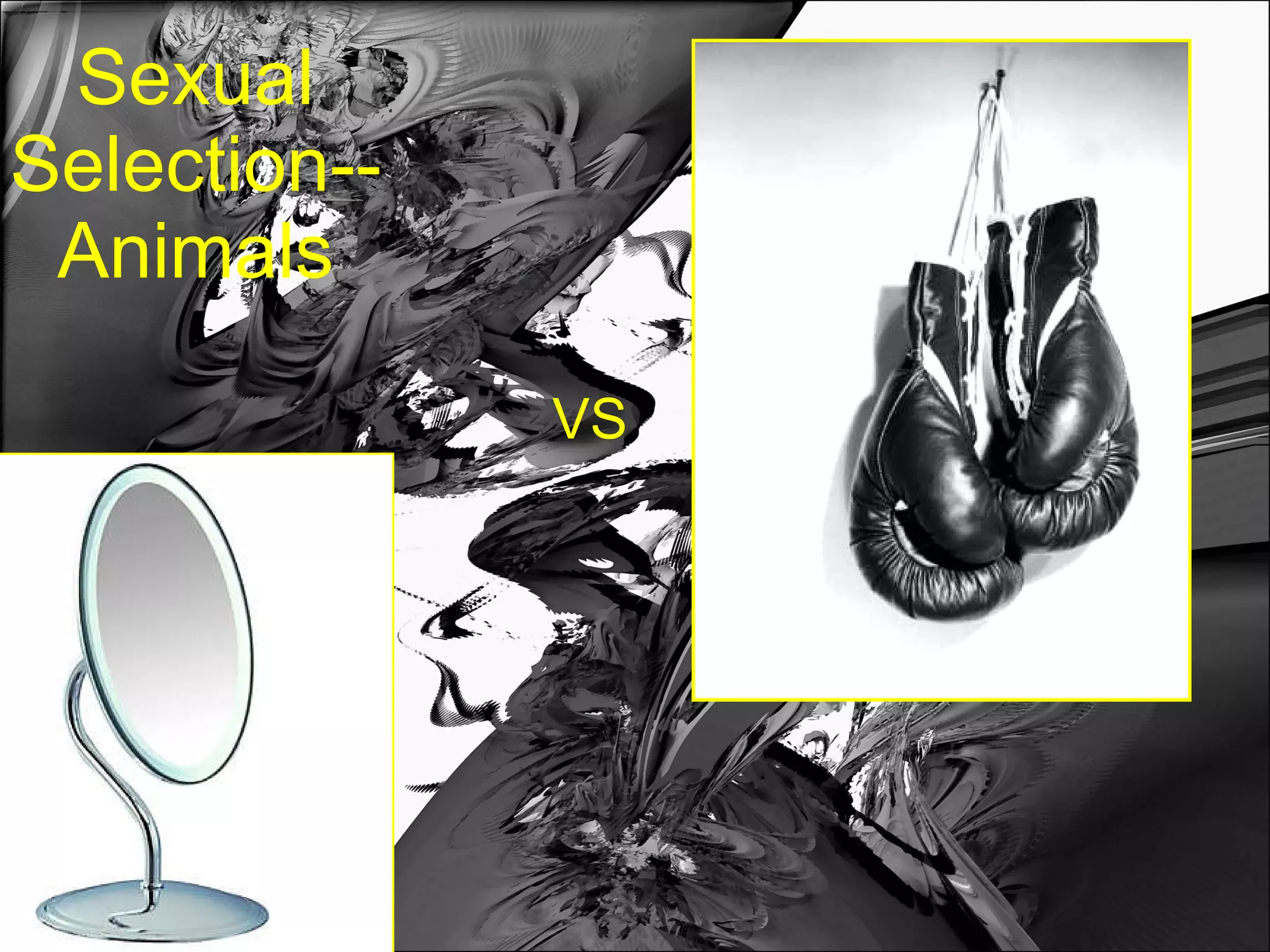 Sexual Selection Ppt
