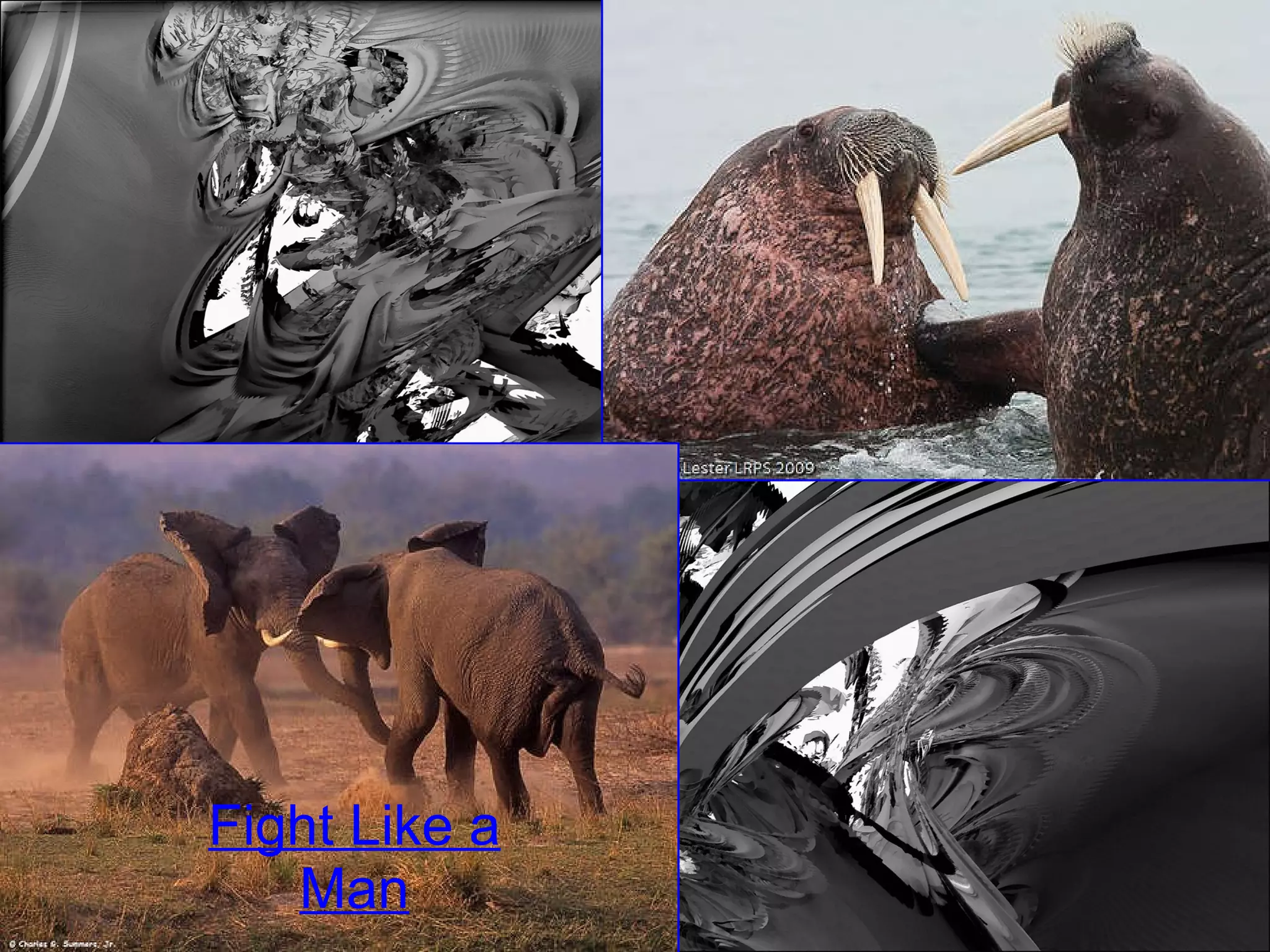 Sexual Selection Ppt