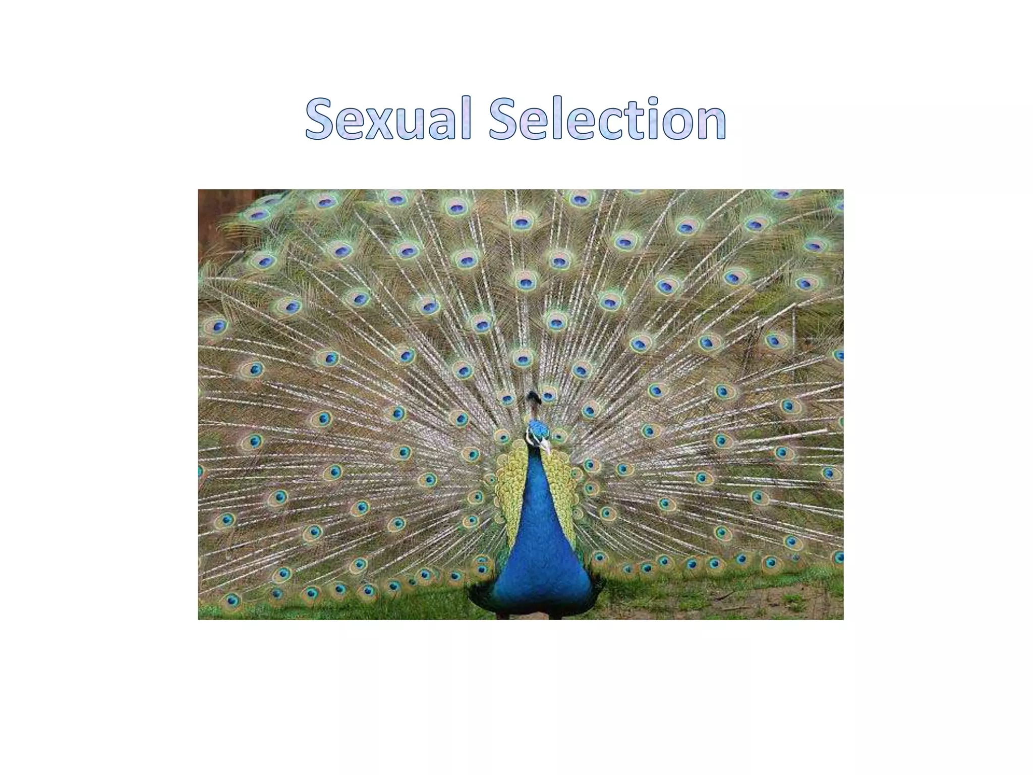 Sexual Selection | PPT