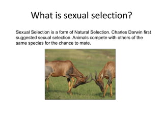 Sexual Selection | PPTX