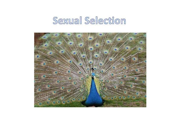 Sexual Selection