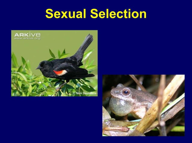 Sexual selection | PPTX