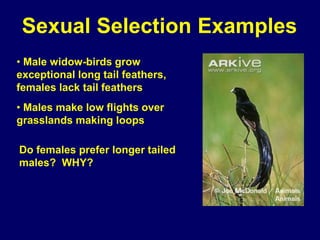 Sexual Selection Example