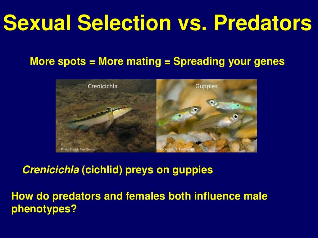 Sexual Selection