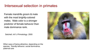 Sexual_selection_2020.pdf