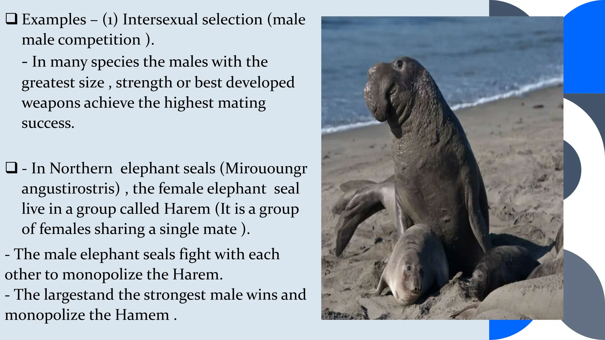 Sexual Selectionfo animals ( chitra ).pptx