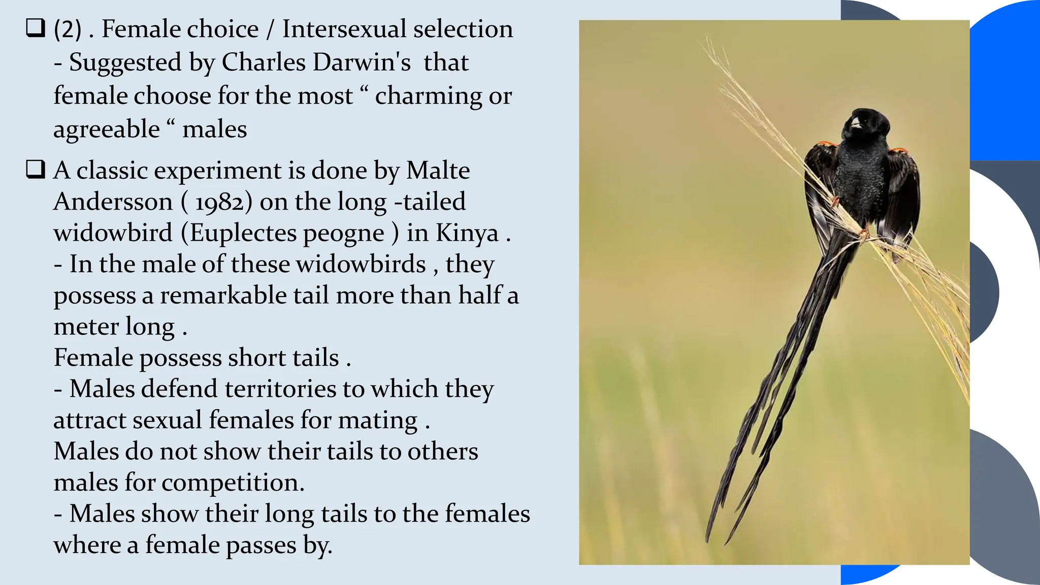 Sexual Selectionfo animals ( chitra ).pptx