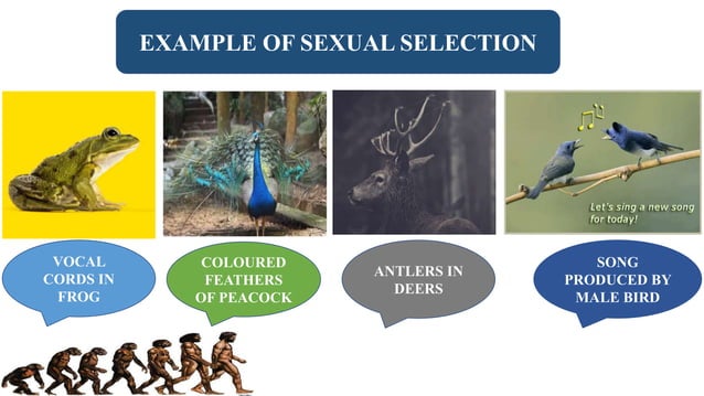 Sexual selection theory | PPTX