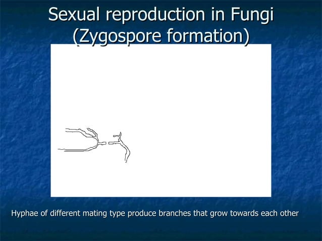 Sexual Spore Formation In Fungi (Zygospore) | PPT | Sexual Conditions ...