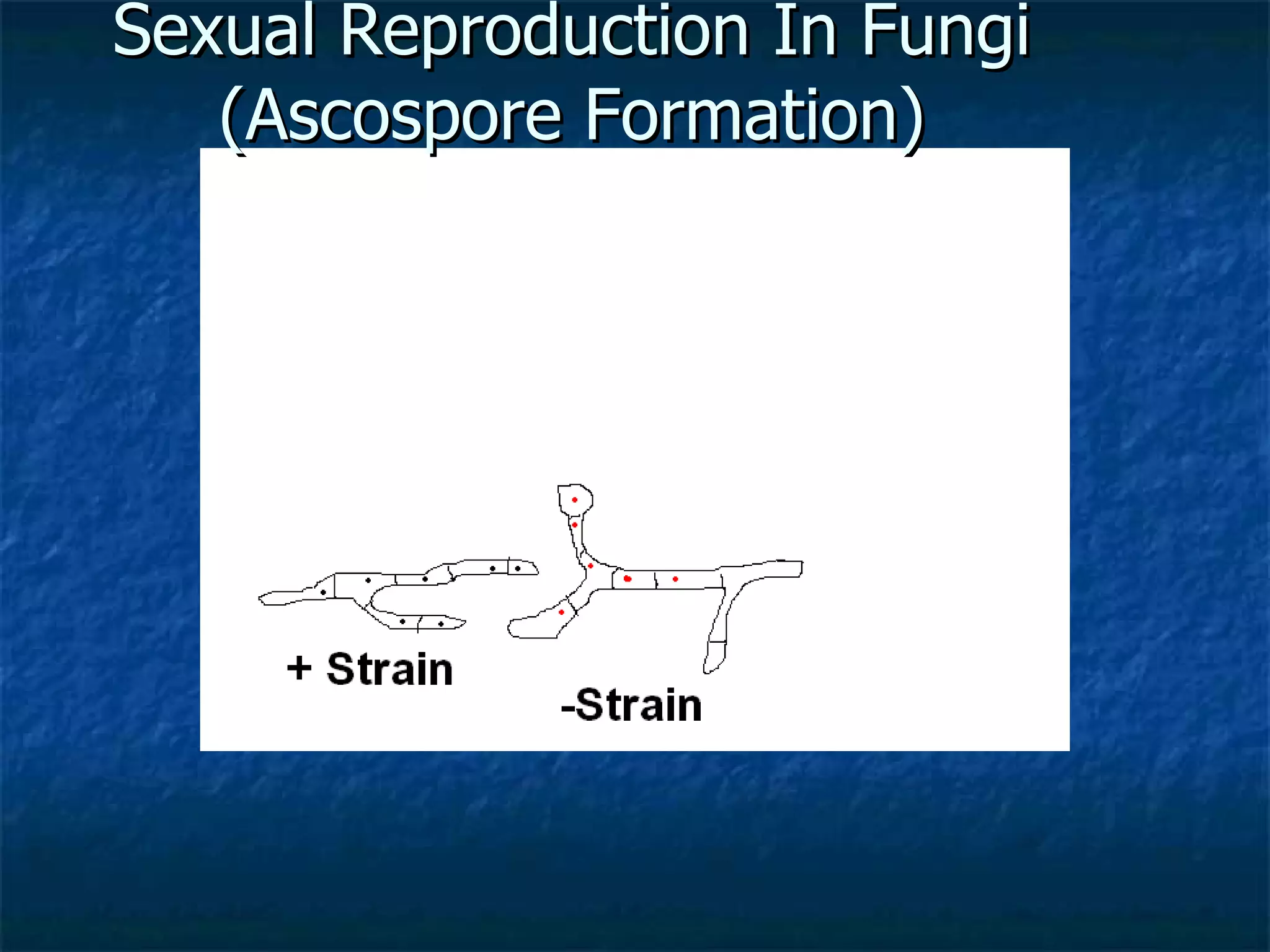 Sexual Spore Formation In Funji Ascospore | PPT
