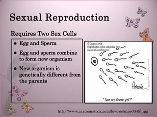 Sexual versus asexual reproduction | PPT