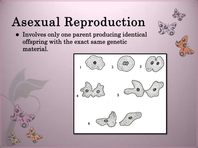 Sexual versus asexual reproduction | PPT