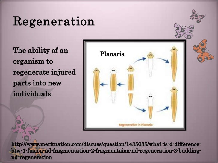 Difference Between Fragmentation And Regeneration Brainly Asexual