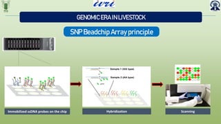 Genome Wide SNPs for Admixture Analysis and Selection Signatures | PPTX