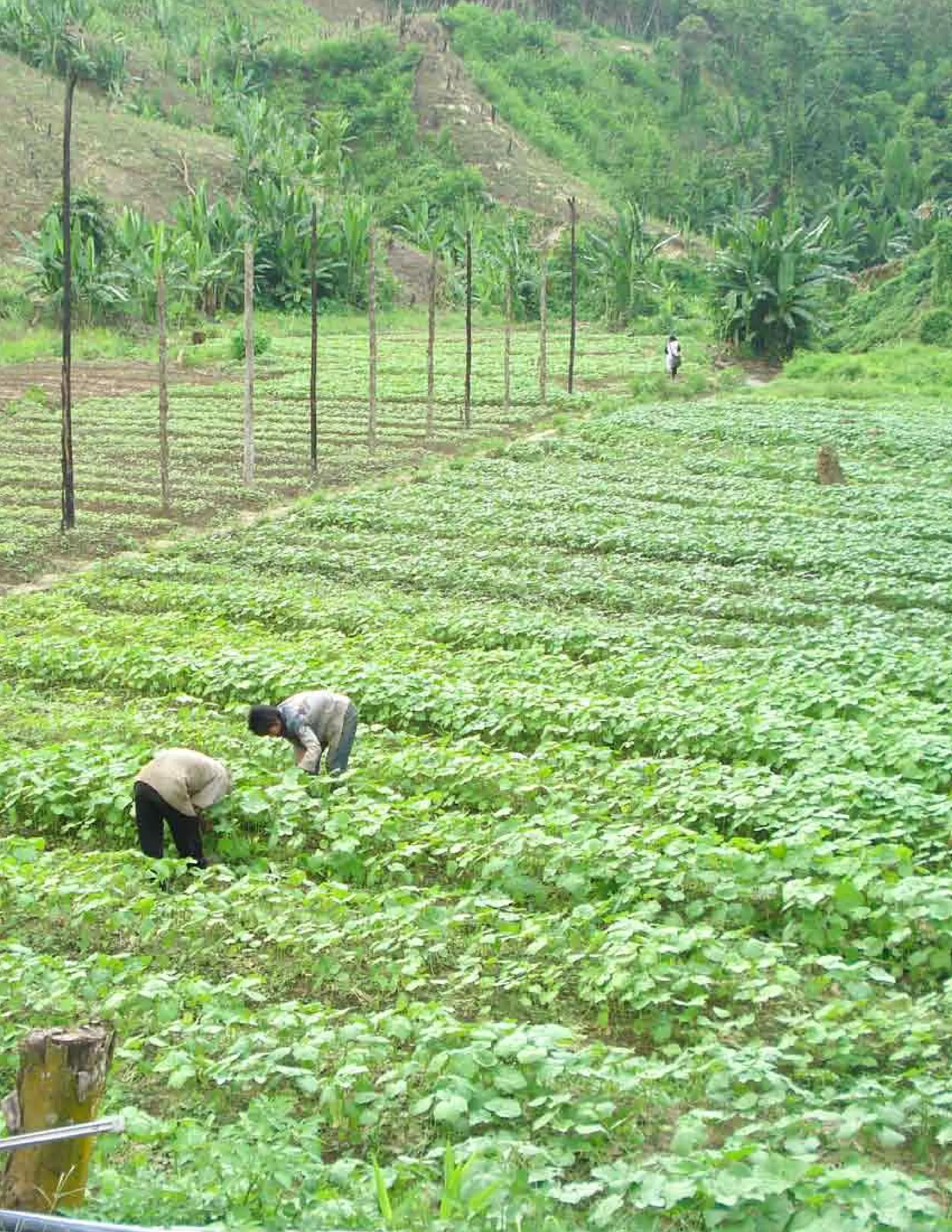 SFAC value chain-analysis | PDF