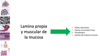 Esófago y estómago | PPTX