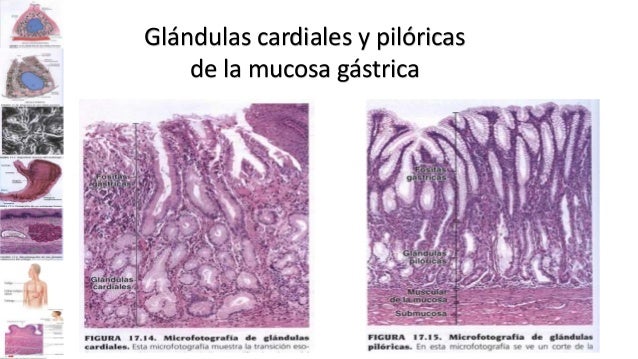 Esófago y estómago