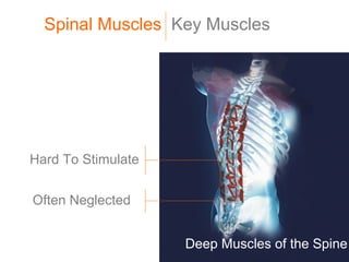 SpineForce Benefits | PPT