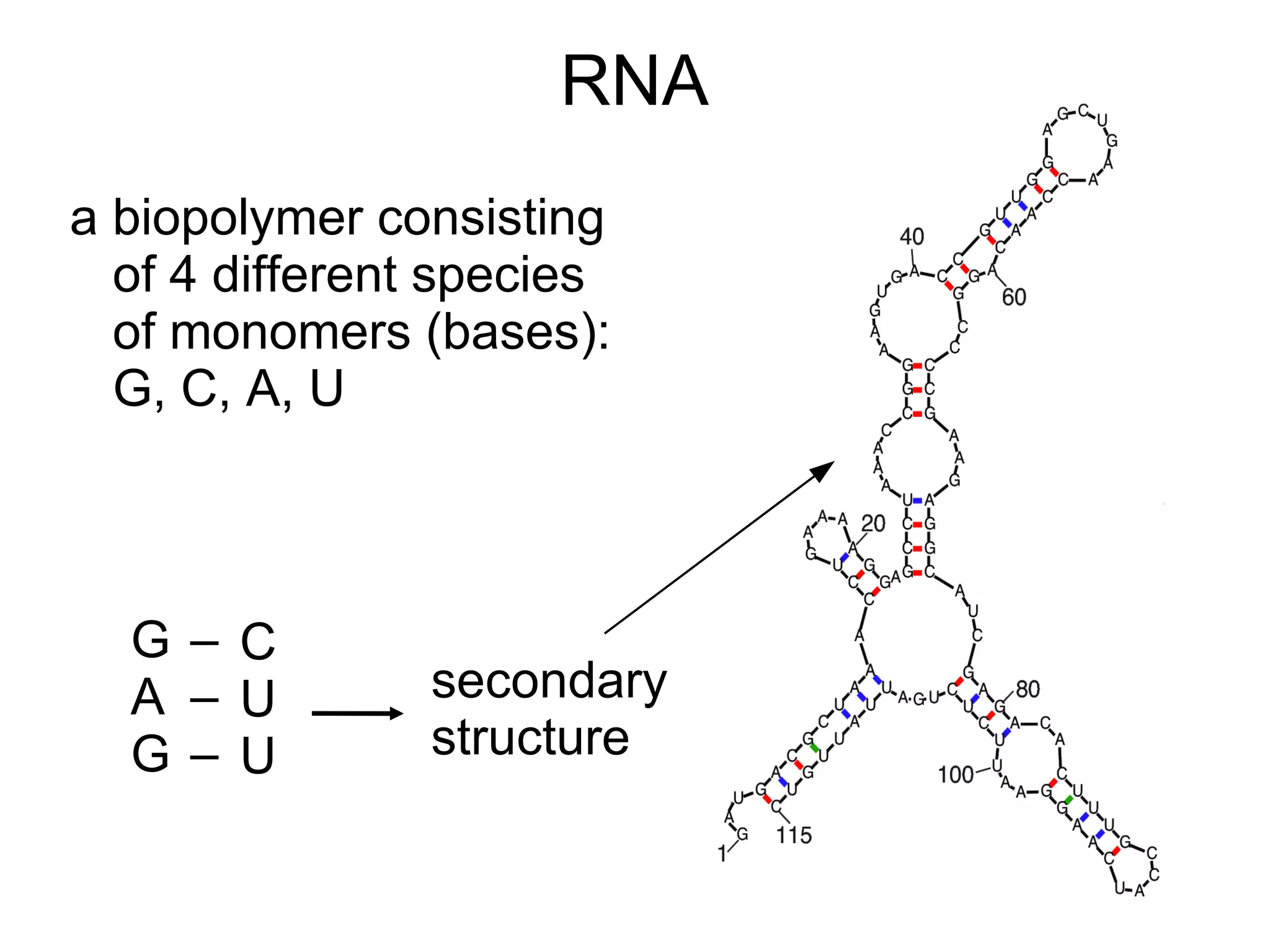 Sequential Folding Model Of Rna Secondary Structure Ppt