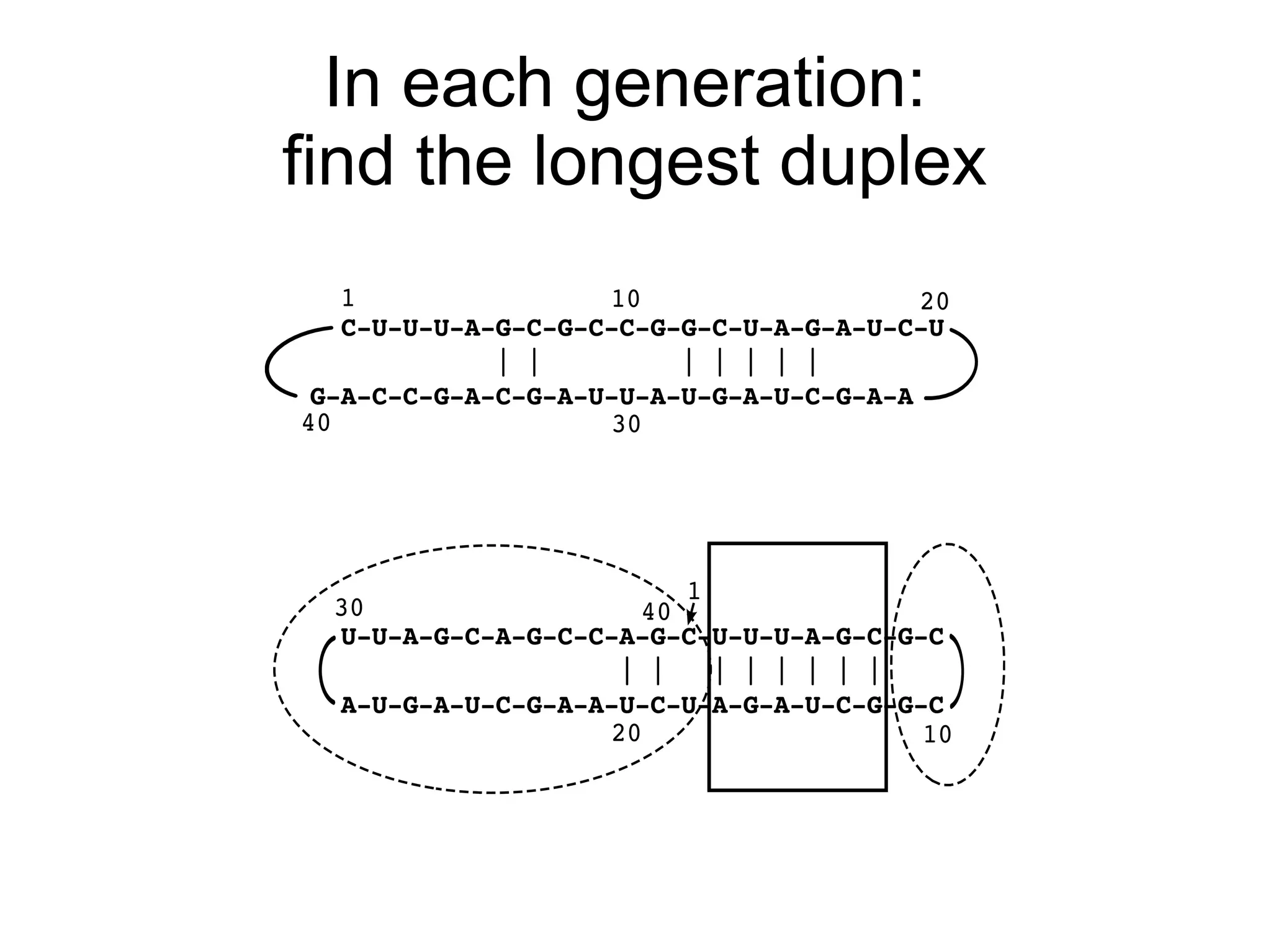 Sequential Folding Model Of Rna Secondary Structure Ppt