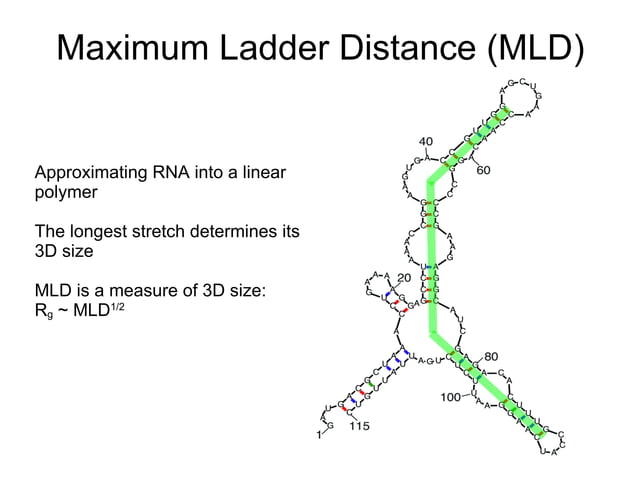 Sequential Folding Model Of Rna Secondary Structure Ppt