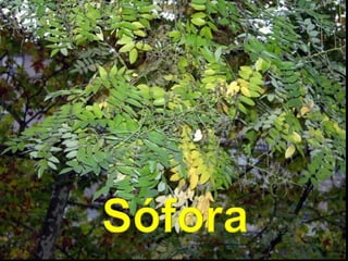 Sófora | PPT